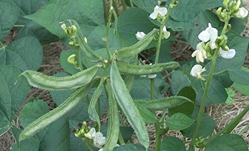 Garden Care Lablab Purpureus,Hyacinth, Dolichos Bean, Chedi Avarai ...