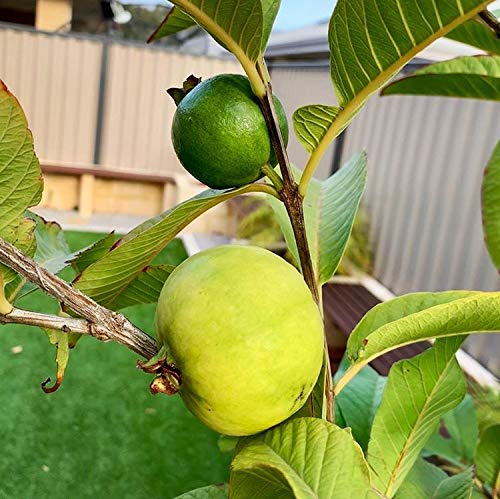 Plants Point Black Bonsai Guava Live Plant : Amazon.in: Garden & Outdoors