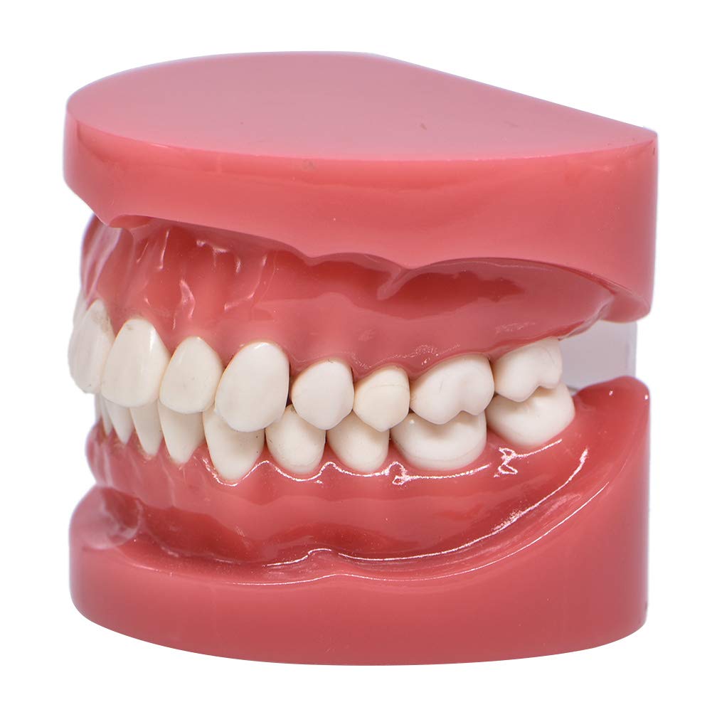 Snapklik.com : 1 Piece Dental Typodont Standard Teeth Model For ...