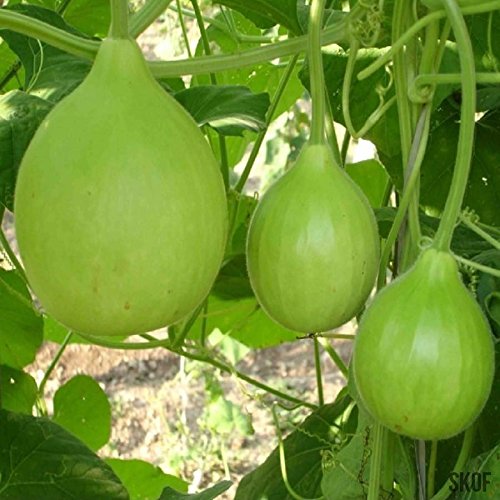 Planthub Bottle Gourd, Round Lauki/Dudhi, Lagenaria Siceraria ...