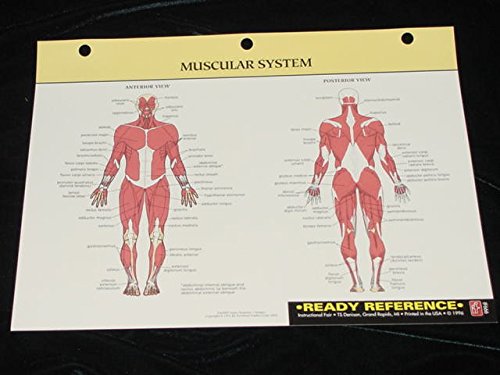 Human Muscular System Ready Reference: unknown author: 0013587203047 ...