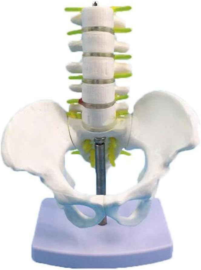 Amazon.com: Teaching Tools,Small Male Pelvic Model with 5 Lumbar ...