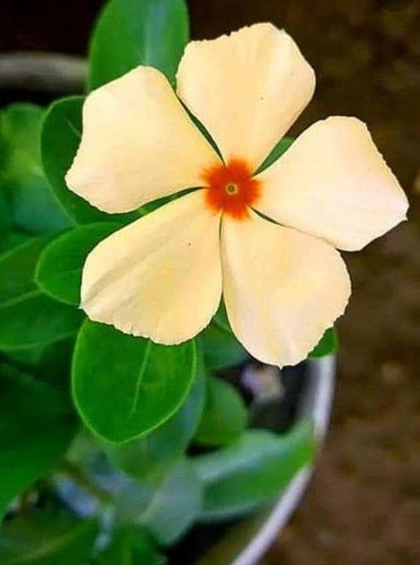 Oakwood Farms® Vinca imported flower seeds | lite yellow Vinca Aromatic ...