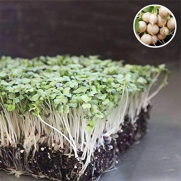 The Leaf & Clay Garden Store Turnip White Microgreen-100 seeds (Pack of ...