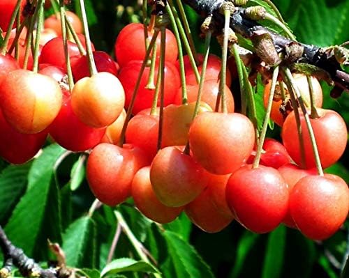 Mirabelle De Nancy Dwarf Patio Plum Fruit Tree 3-4ft Supplied in a 5 ...
