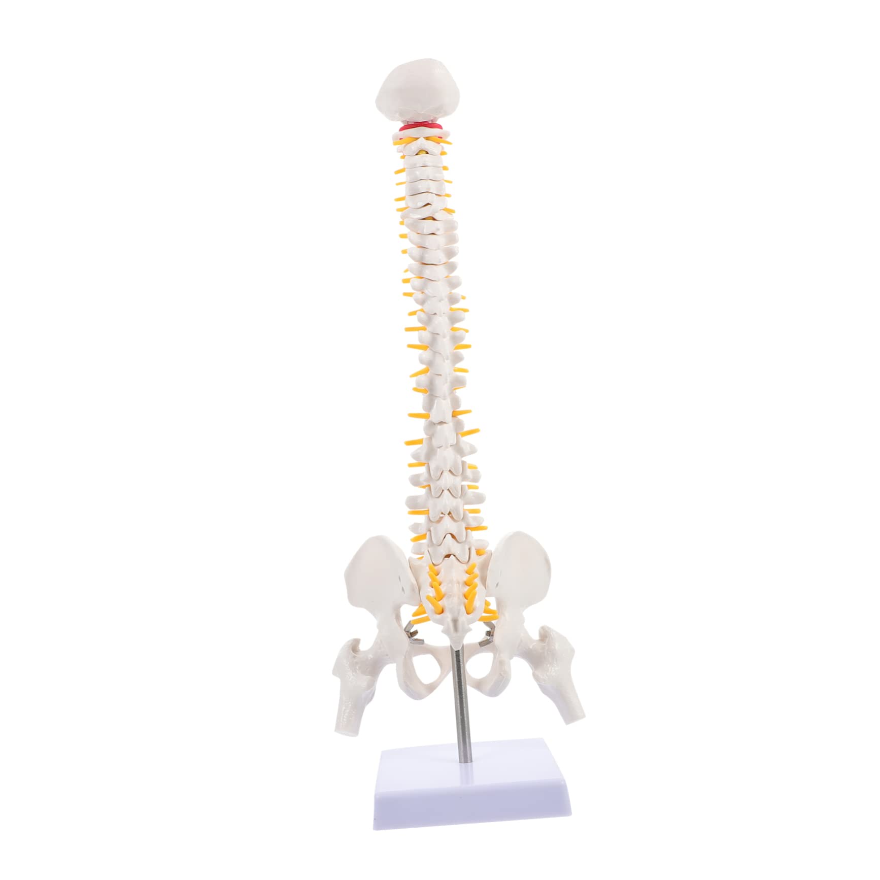 Buy Baluue 1pc for Column Femur Human Anatomical Practical Pvc Vertical ...