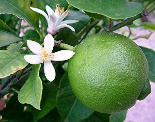 Cloud Farm Combo Vietnam malta Mosambi All Time Variety Grafted Fruit ...