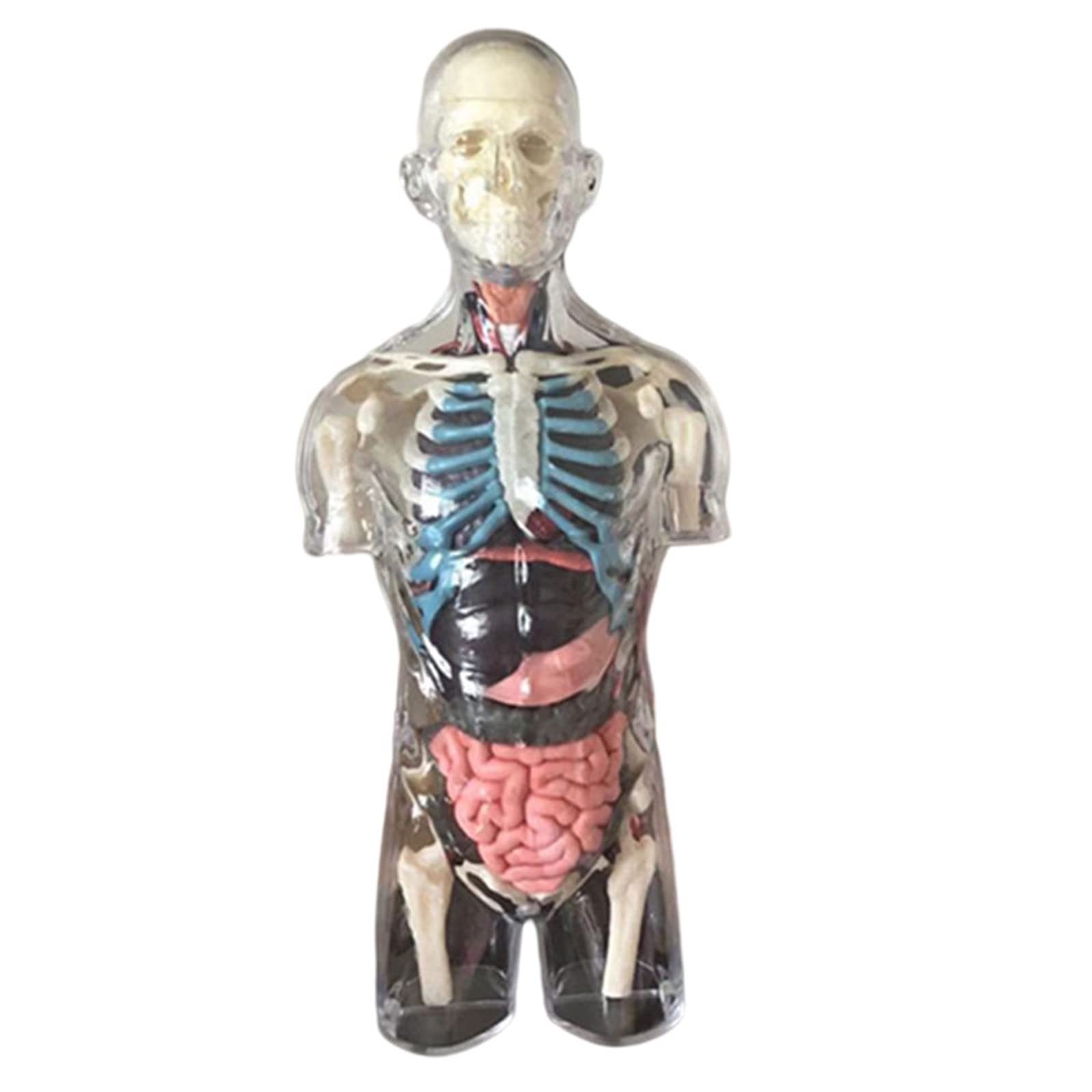 Buy Human Body Model for Aldult, 37 Pcs Removable 6 Inch Human Torso ...