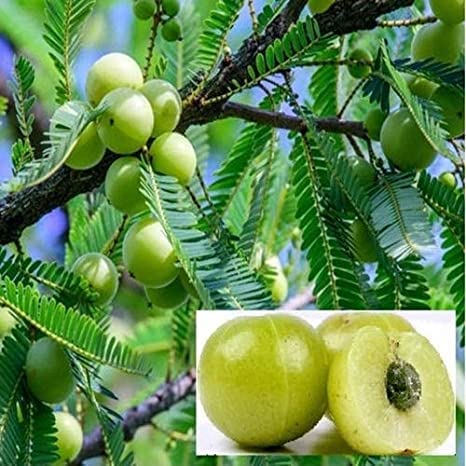 Green Amla Sweet Hybrid Grafted Fruit Live Plant Tree : Amazon.in ...