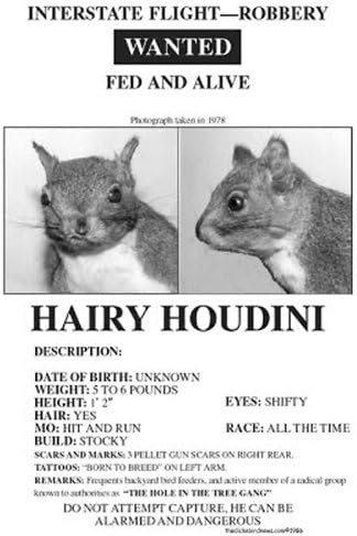 Amazon.com: Squirrel Wanted Poster: Prints: Posters & Prints