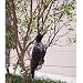 Amazon.com : Etistta 17 inch Realistic Hanging Dead Crows Decoy ...