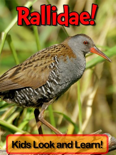 Rallidae - Kompaktlexikon der Biologie