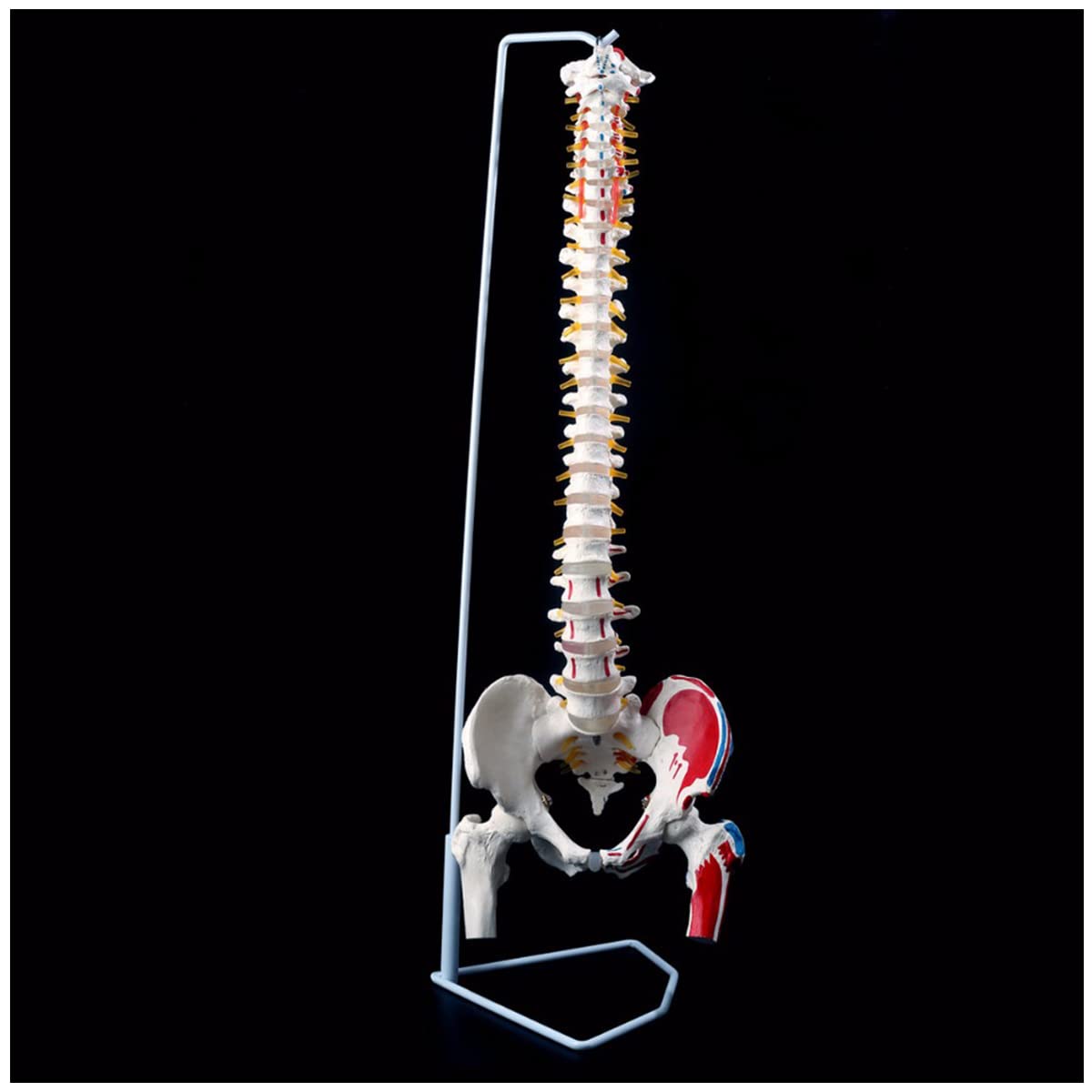 Buy 85 cm Spine Model with Muscle Origin and End Point, Flexible 1:1 ...
