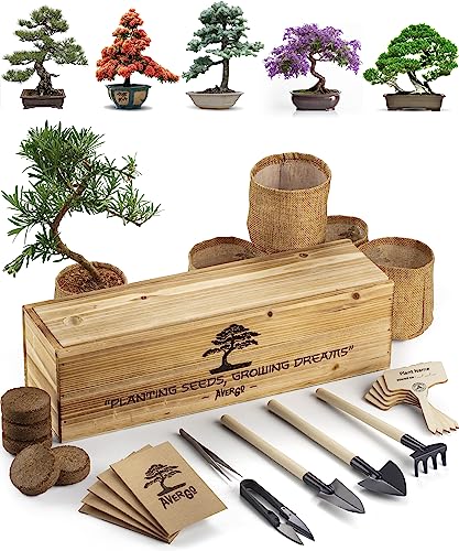 Top 10 Best Beginner Indoor Bonsai Tree : Reviews & Buying Guide - Katynel