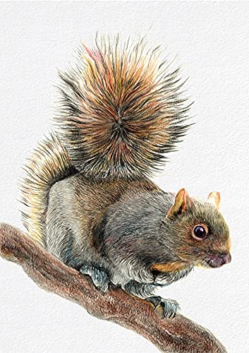 Grey Squirrel Watercolour Signed Limited Edition Print from Original ...