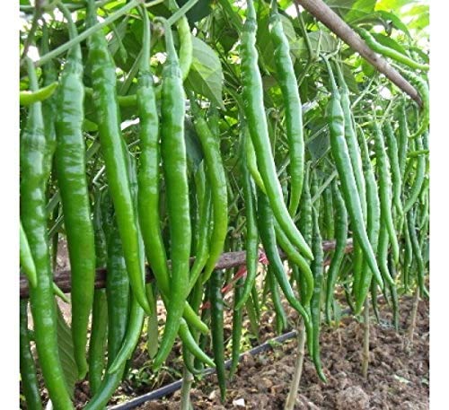 SunShine CHILLI JWALA PARIKSHA SEEDS (AVG 30-50) SEEDS X 4 PACKET ...