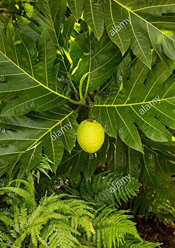 Live Plant Breadfruit Rare Dwarf Artocarpus Altilis Breadfruit ...