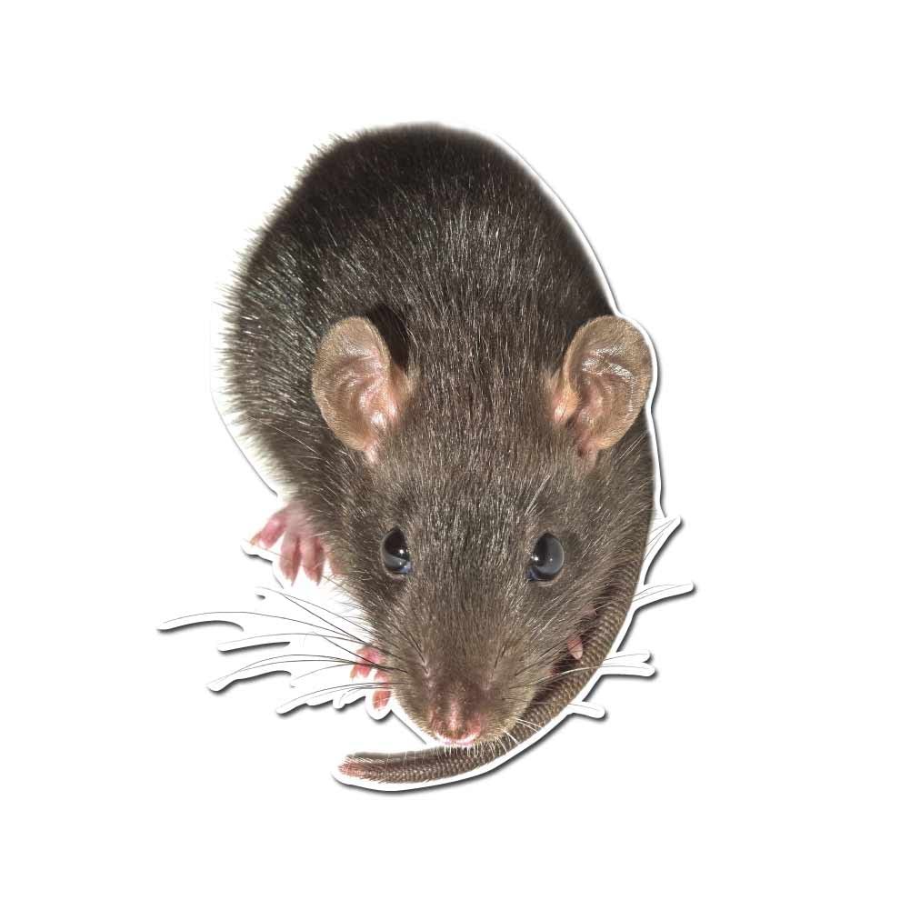 Fancy Mouse Colors