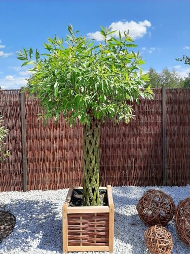 Ogrodzenia Wiklinowe Geflochtener Weidenbaum 160 cm Geflochtene Weide ...