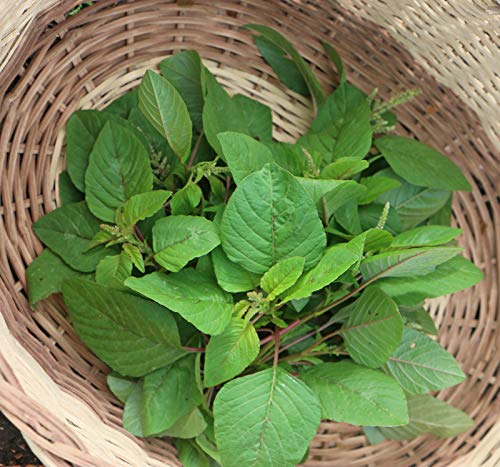 Creative Farmer Vegetable Seeds Amaranthus Leaf Green/Cholai Green Saag ...