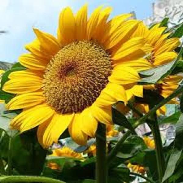 Sunflower Yellow-Surajmukhi Ke Ful-Best Imported Quality Flower-Pack Of ...
