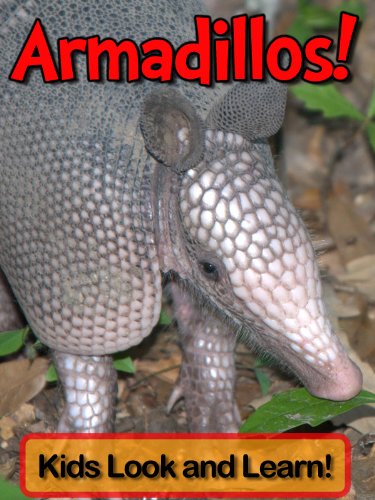Armadillos! Learn About Armadillos and Enjoy Colorful Pictures - Look and Learn! (50+ Photos of ...