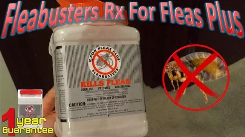 Watch Fleabusters Rx For Fleas Plus VS Flea Infestation on Amazon Live
