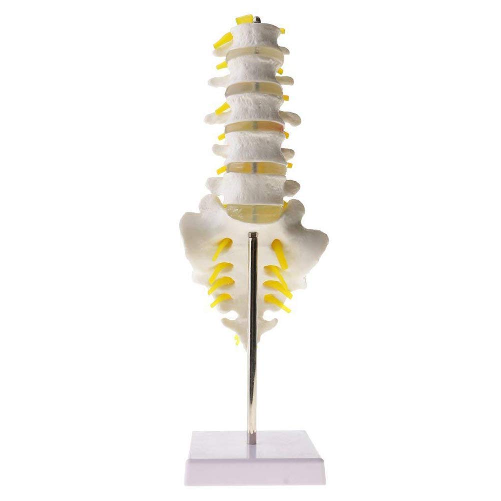 Buy Educational Model Anatomical Model for The Human Spine 5 Knots ...