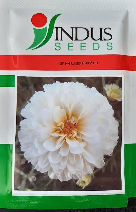 Marigold Bijilee Shubhra Snow White - Indus Seed (10 GM) Genda Fool ...