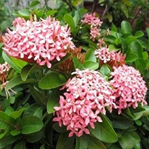 Live Plant Flower Pink Ixora Ixora, Nora Grant Semi-Tropical Evergreen ...