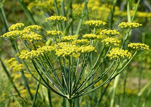 Plant House Live"Saunf""Fennel" Medicinal Plant With Pot : Amazon.in ...