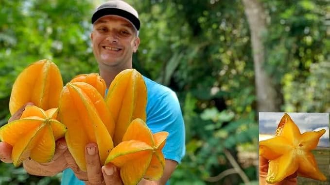 Creative Farmer Kamranga Amrak Fruit Star Carambola Grafted Plant ...