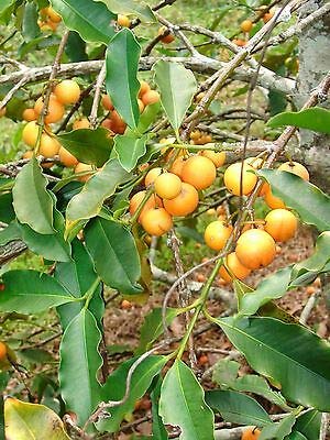 Creative Farmer Baraba Fruit Sweet Lemon Drop Mangosteen Garcinia ...