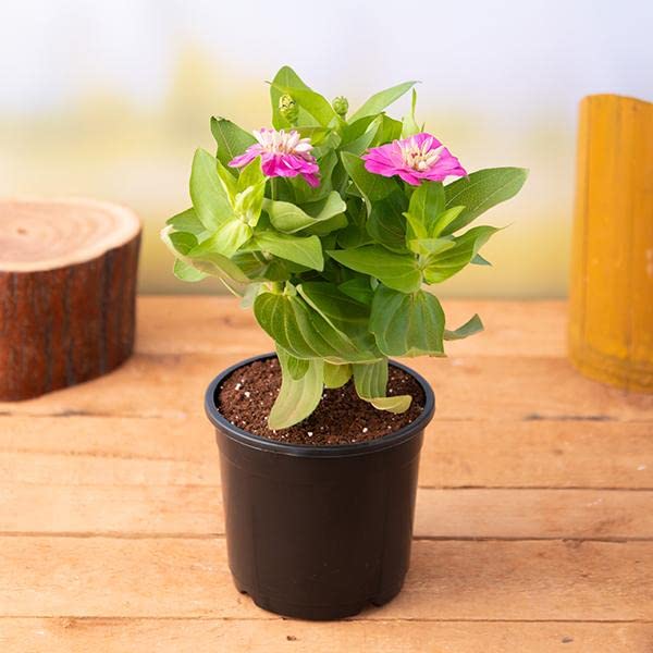 Mphmi Seedless Plant Pink Flower Plants Zinnia (Pink) - Plant : Amazon ...
