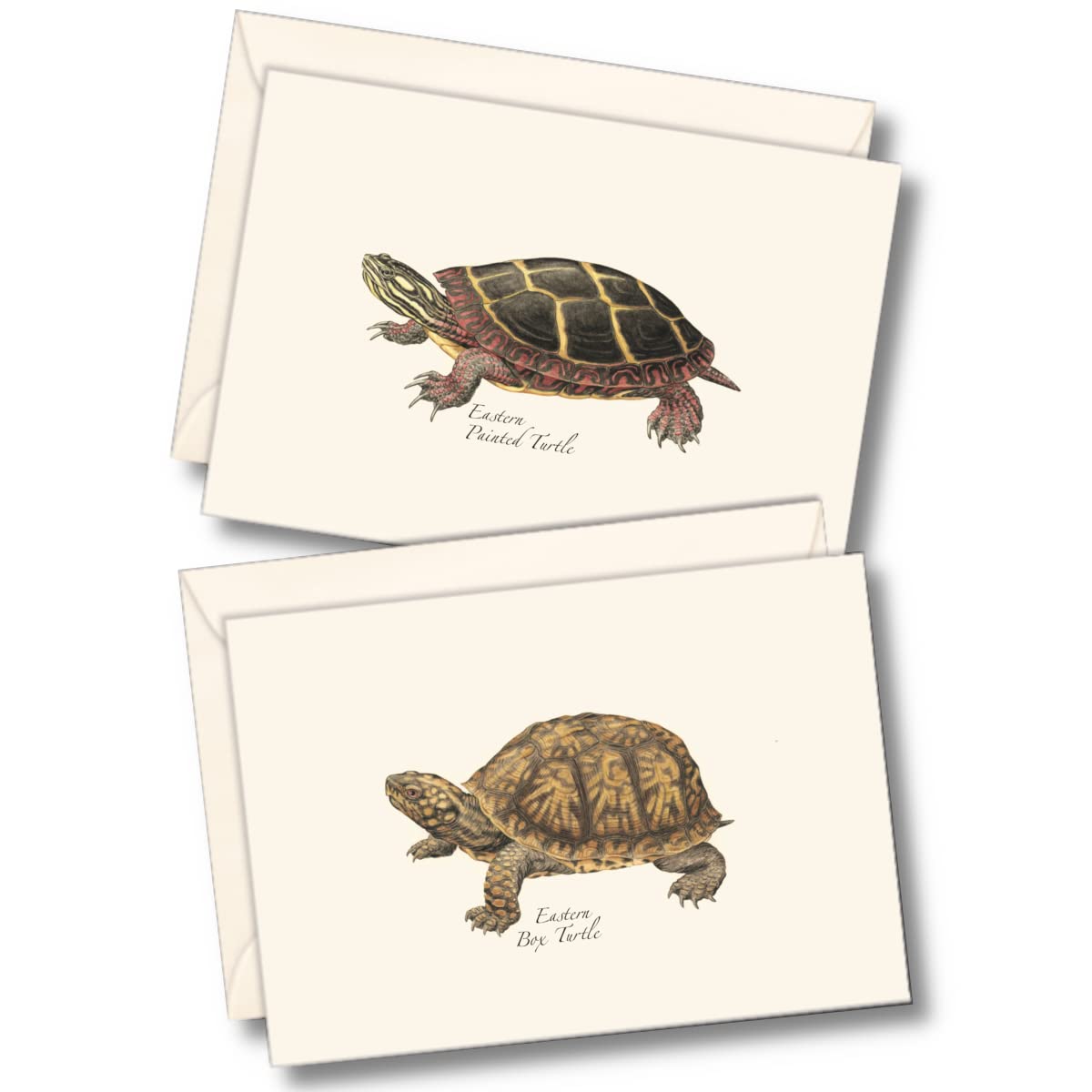 Amazon.com : Earth Sky + Water - Freshwater Turtle Assortment Notecard ...