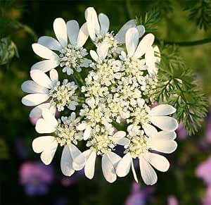 Amazon.co.jp: Orlaya Grandiflora Happy Garden 2024SPR Flower Seedlings ...