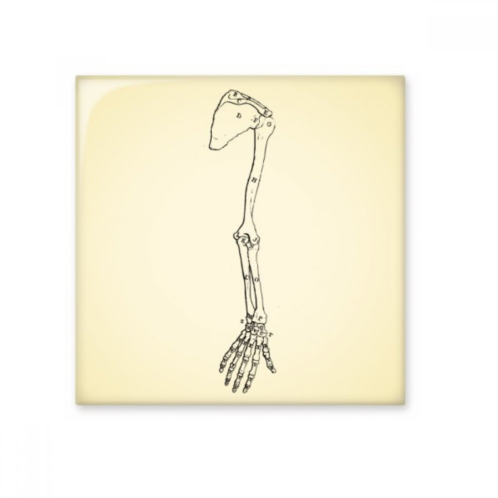 Human Skeleton Arm Drawing