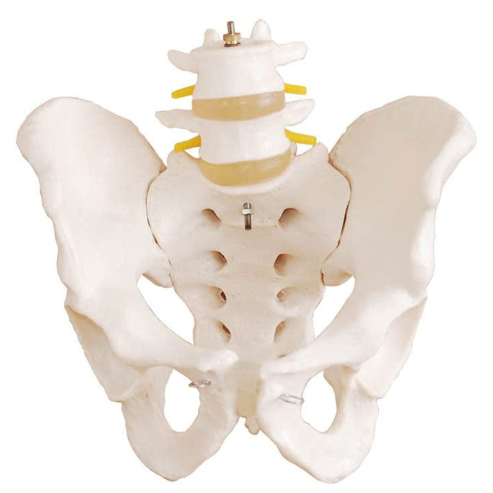 Buy Life Size Pelvis Model with 2 Spine, Human Anatomy Models Features ...
