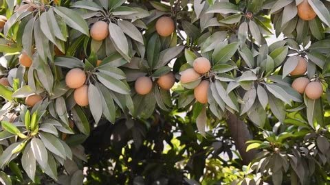 Ariya Live Exotic Fruit Plant Sapota Chiku (Sapodilla) Zapote Chico ...