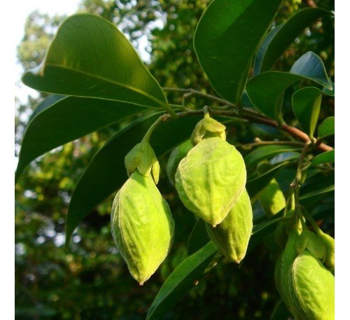 Indian Nursery Rare Aquilaria Agallocha Agarwood Oud. : Amazon.in ...