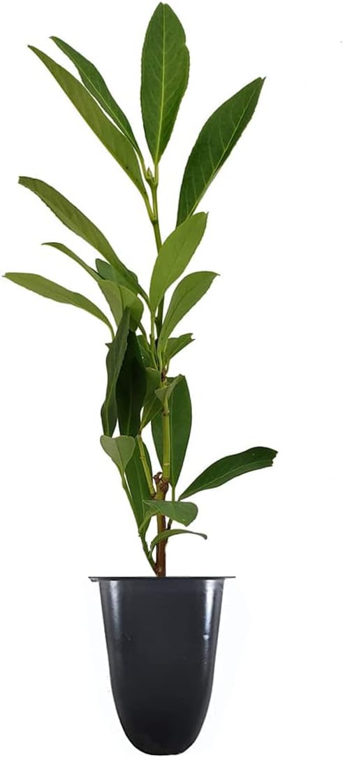Amazon.com : Dwarf English Cherry Laurel | 10 Live Plants | Prunus ...