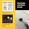 Amazon.com : Silver Bee Revival Kit by Revive a Bee - Keychain with ...