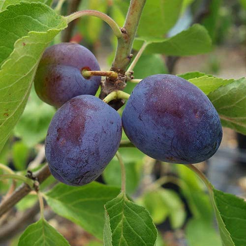 Exotic Plum Live Plant Aloo Bukhara-Indian Fruit Tree Plants For ...