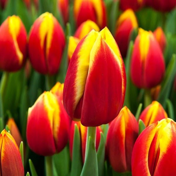 Mphmi Seedless Plant Flower Bulbs Plants Tulip Dow Jones (Red, Yellow ...