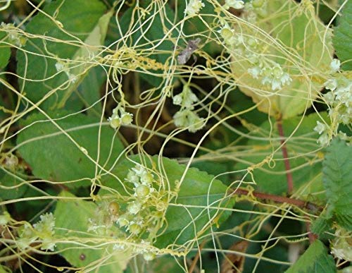 Modern Plants Live Natural Amarbel/Cuscuta reflexa Herbal Bel/Vine ...