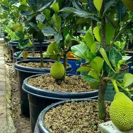 THE GREEN VIEW GARDENS All Time Jackfruit (Katahal) Plant - Very Sweet ...