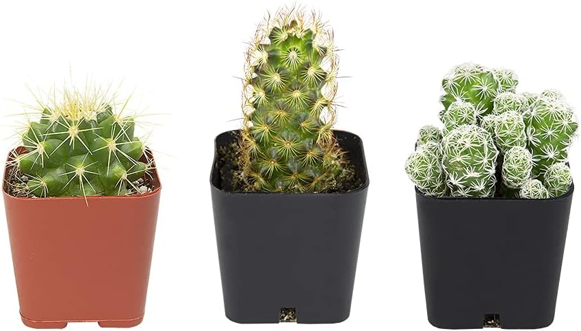 Amazon.com : Large grafted Moon Cactus (3) : Patio, Lawn & Garden