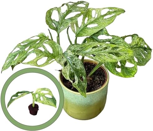 Amazon.com : Variegated Mint Monstera Adansonii Starter Plant : Patio ...