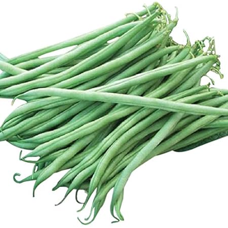 Haricot Vert Stringless Green Bean Seeds