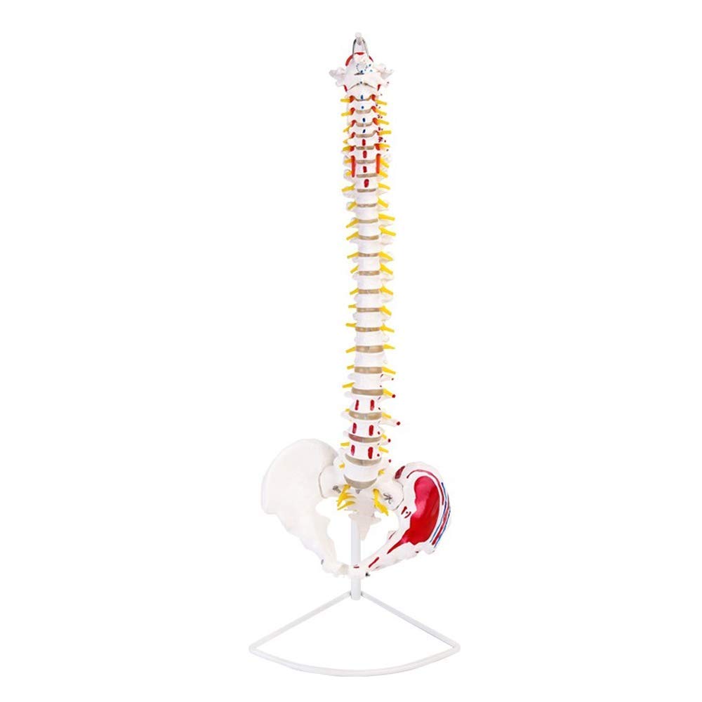 Buy Educational Model Human Spine Model 85Cm Flexible Vertebral Column ...